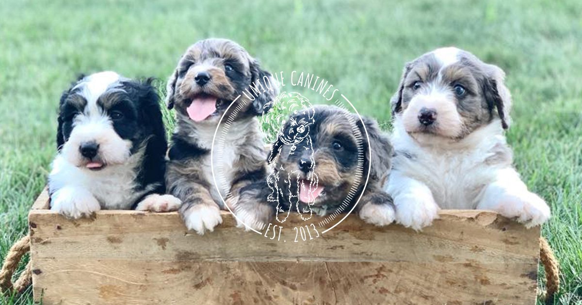 Unique Canines | Bernedoodle Breeder in Indiana